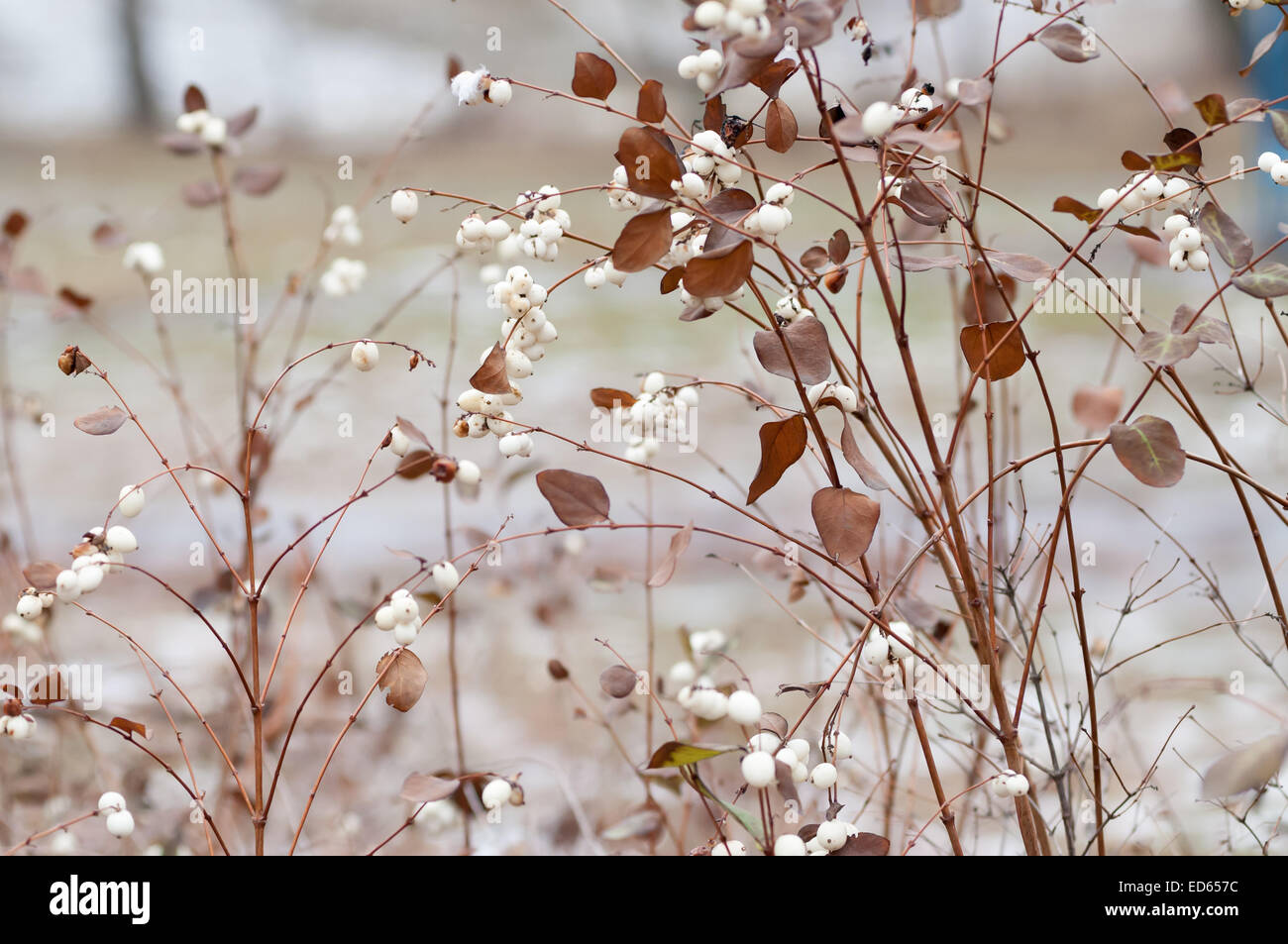 Common snowberry branch fruit hi-res stock photography and images - Alamy