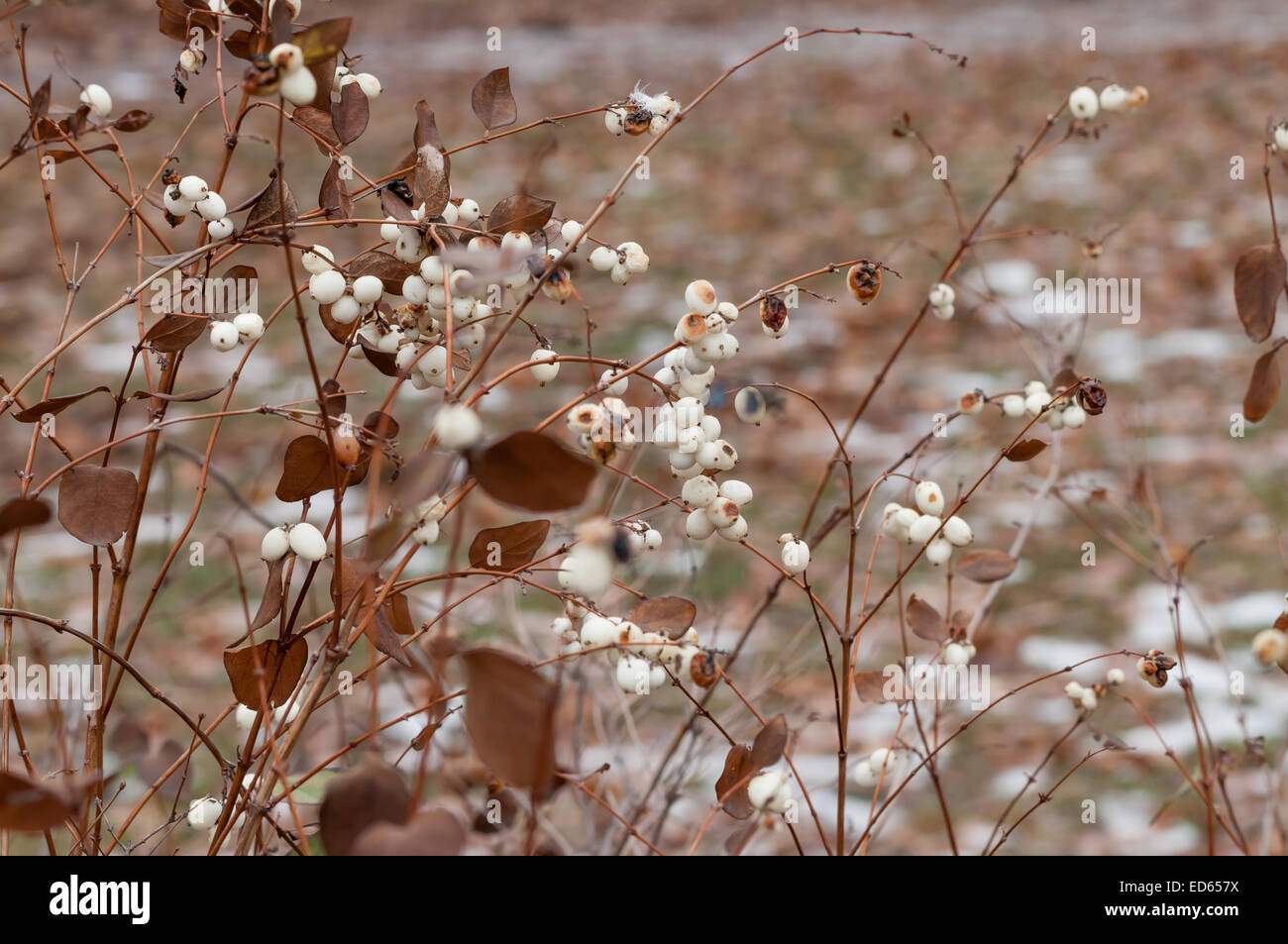 Snowberry bush with white fruits in winter Stock Photo - Alamy