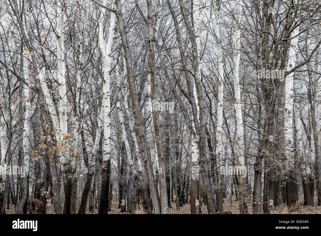 Birch tree without leaves hi-res stock photography and images - Alamy