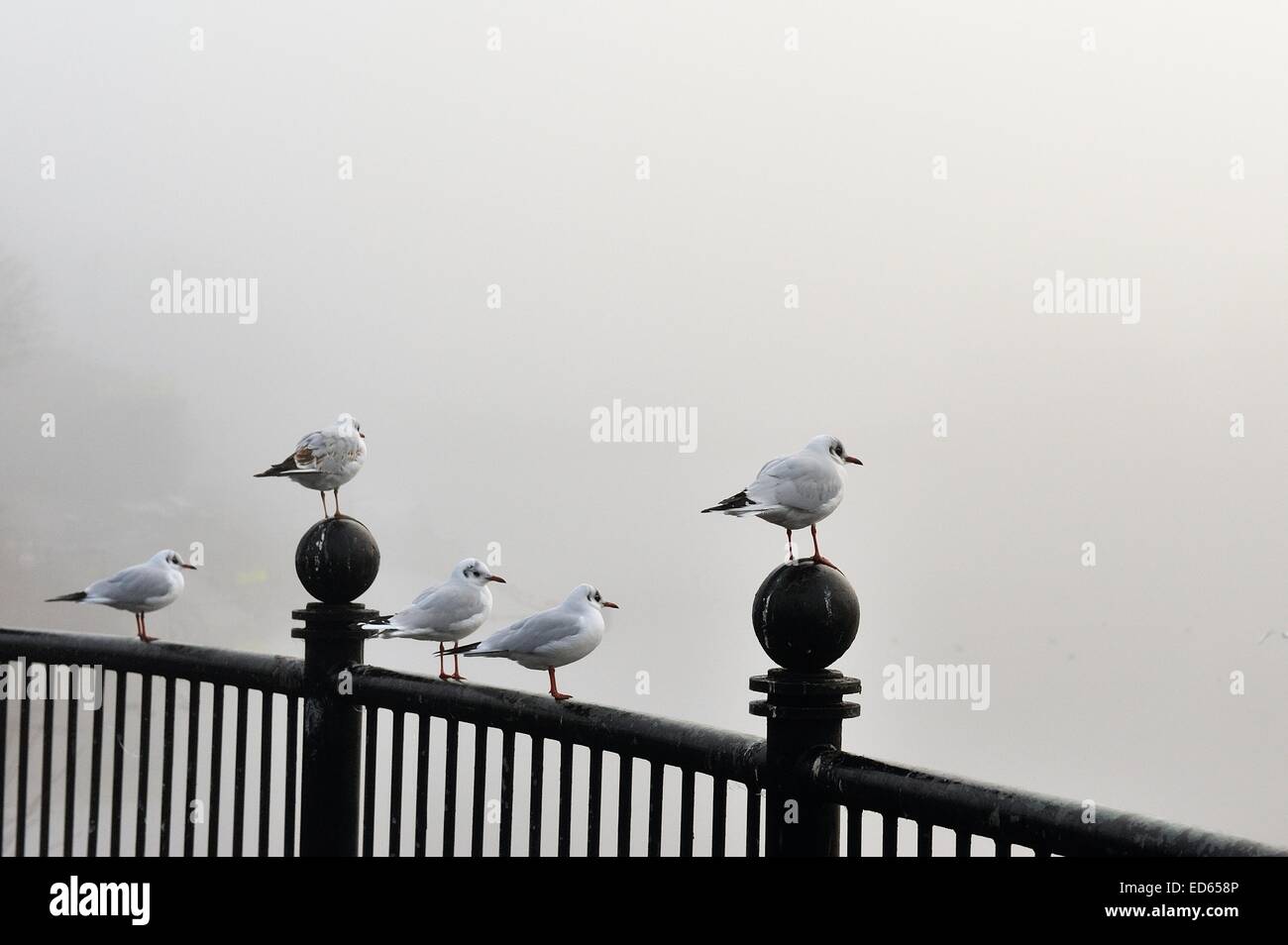 Glasgow, Scotland, UK. 29th Dec, 2014. A flock of seagulls survey the ...