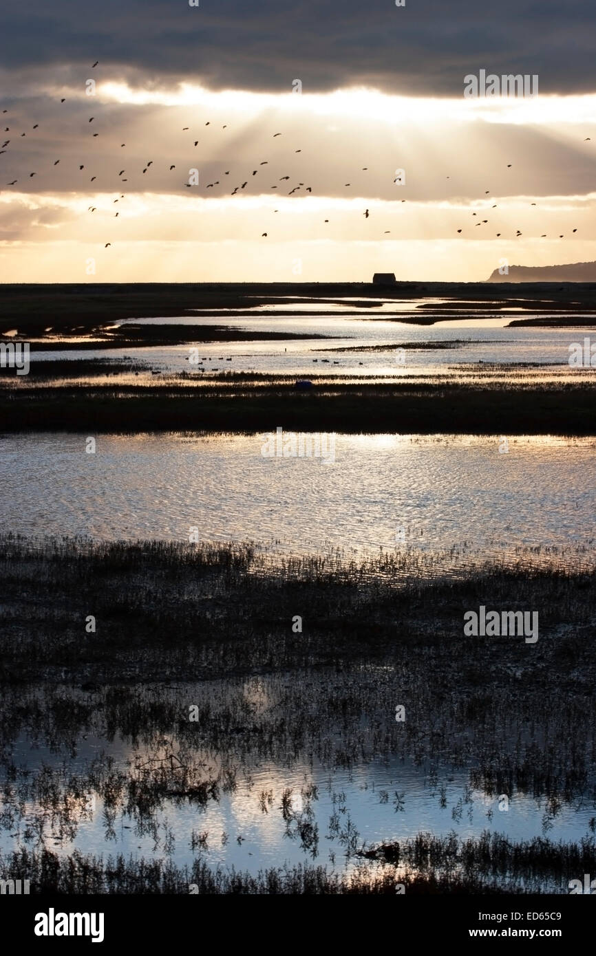 Rye Harbour Nature Reserve, a winter evening, with flock of birds and ...