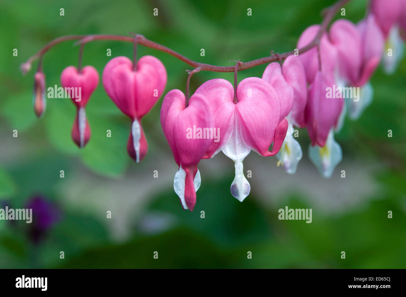 These are beautiful pink Bleeding Heart flowers Stock Photo - Alamy