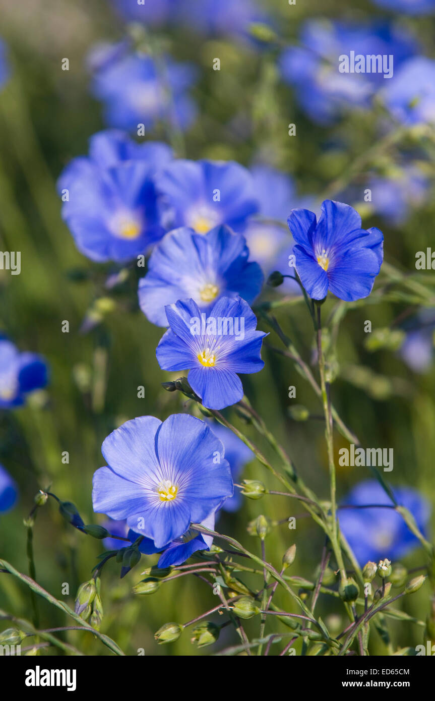 Flax flowers hi-res stock photography and images - Alamy
