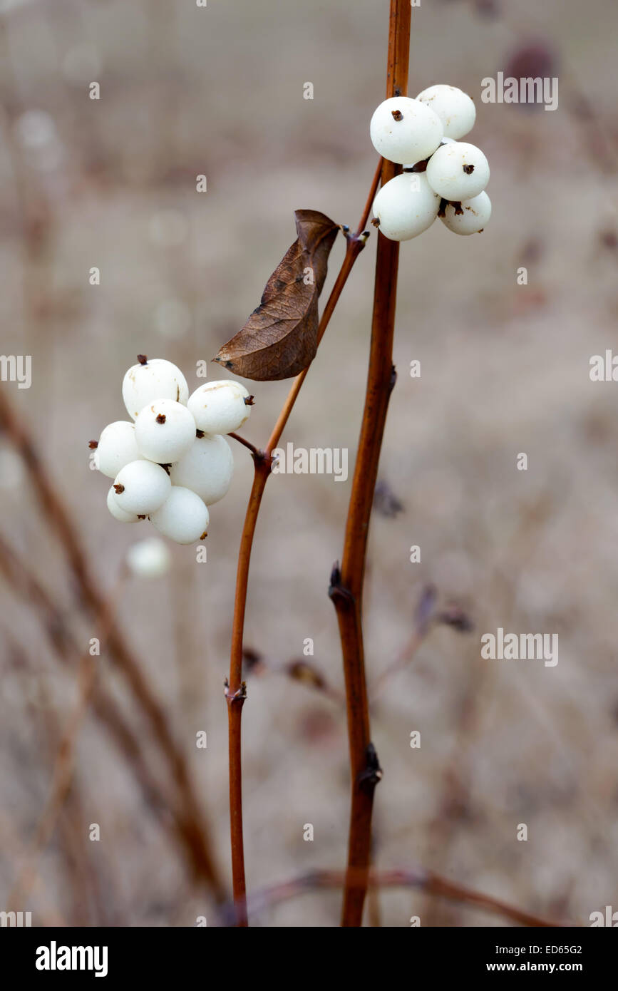 Snowberry bush hi-res stock photography and images - Alamy
