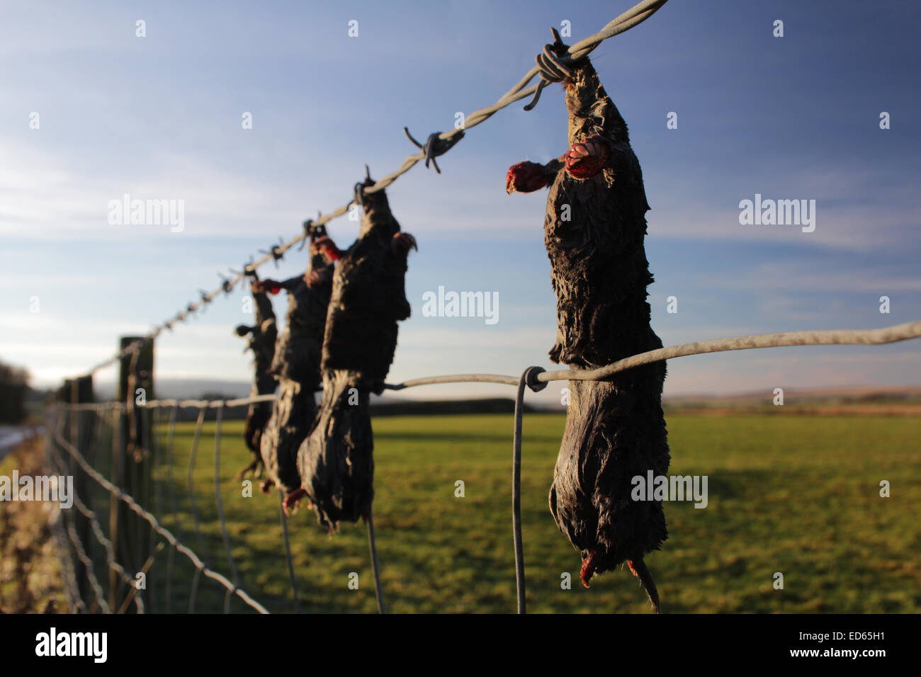 4 dead moles hanging from a barbed wire fence Stock Photo - Alamy