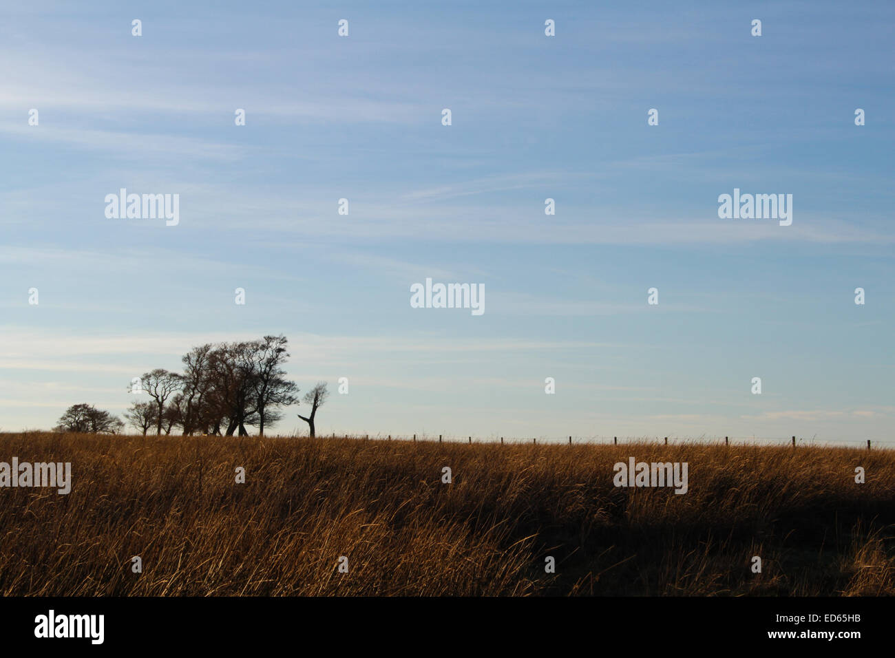 trees on the horizon Stock Photo - Alamy