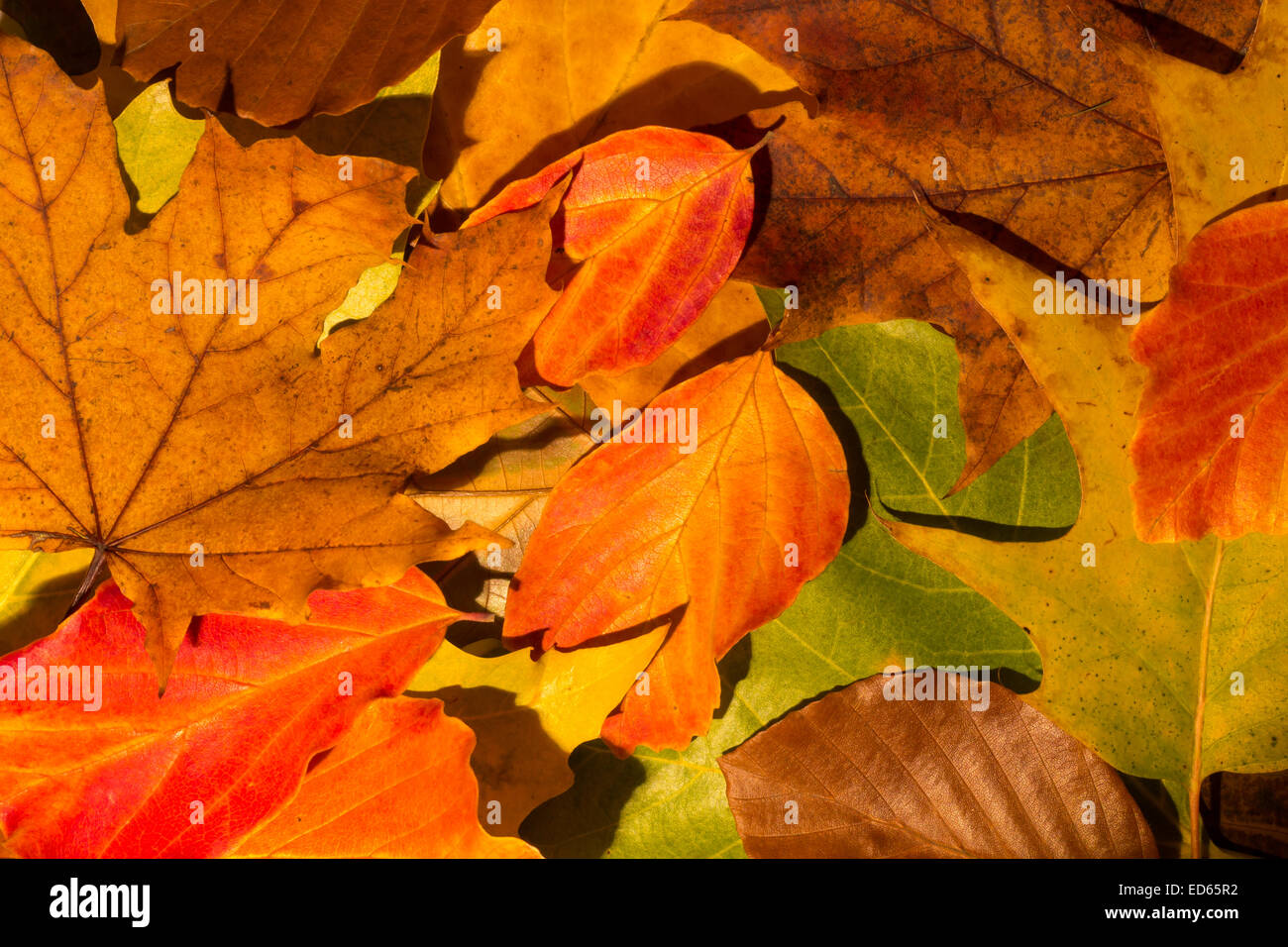autumn leaves in different colors background Stock Photo - Alamy
