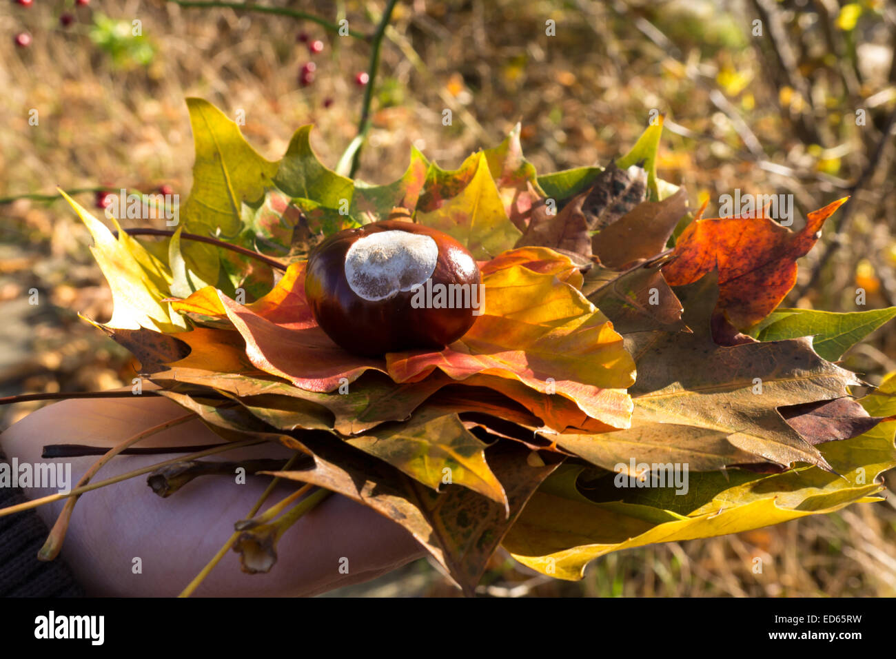 Chestnut walk hi-res stock photography and images - Alamy
