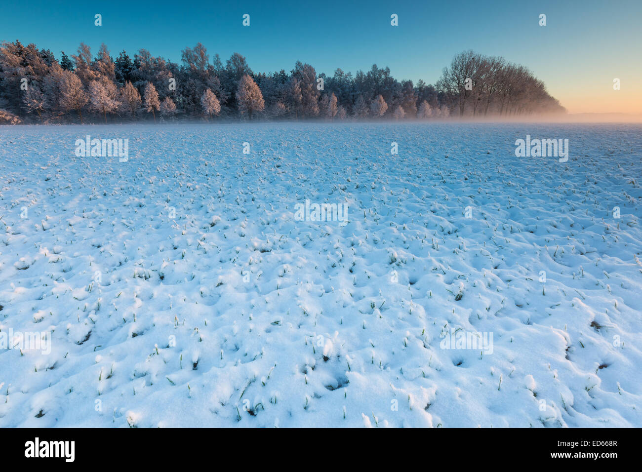 Winter snowy field landscape Stock Photo - Alamy
