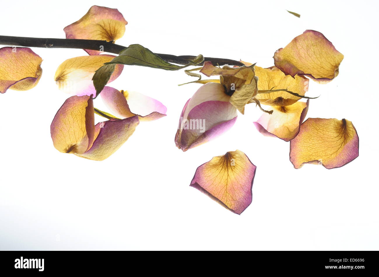 Faded Pink Rose High Resolution Stock Photography and Images - Alamy