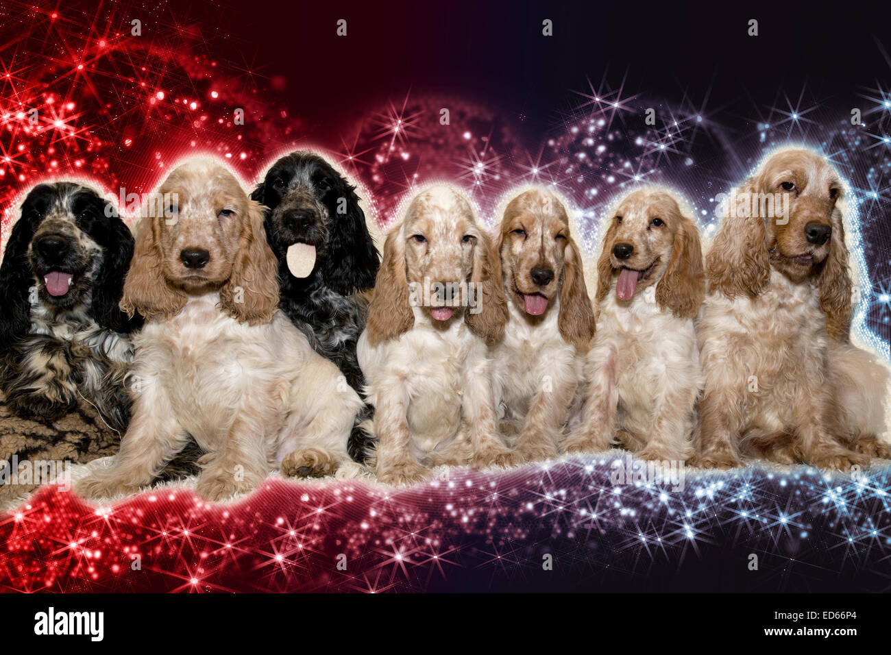 portrait of english cocker spaniel, champion, breeding station on ...