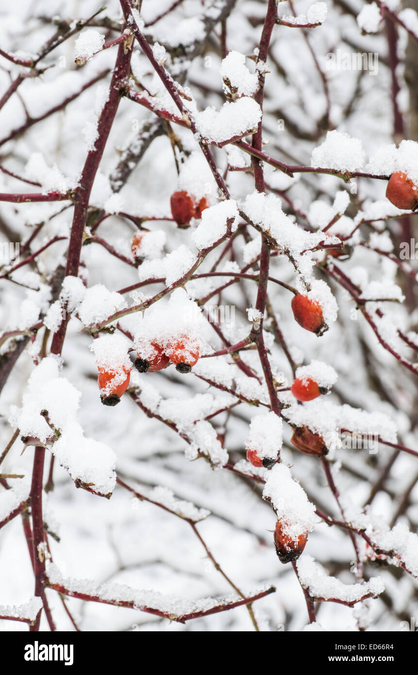 Red rose with snow hi-res stock photography and images - Alamy