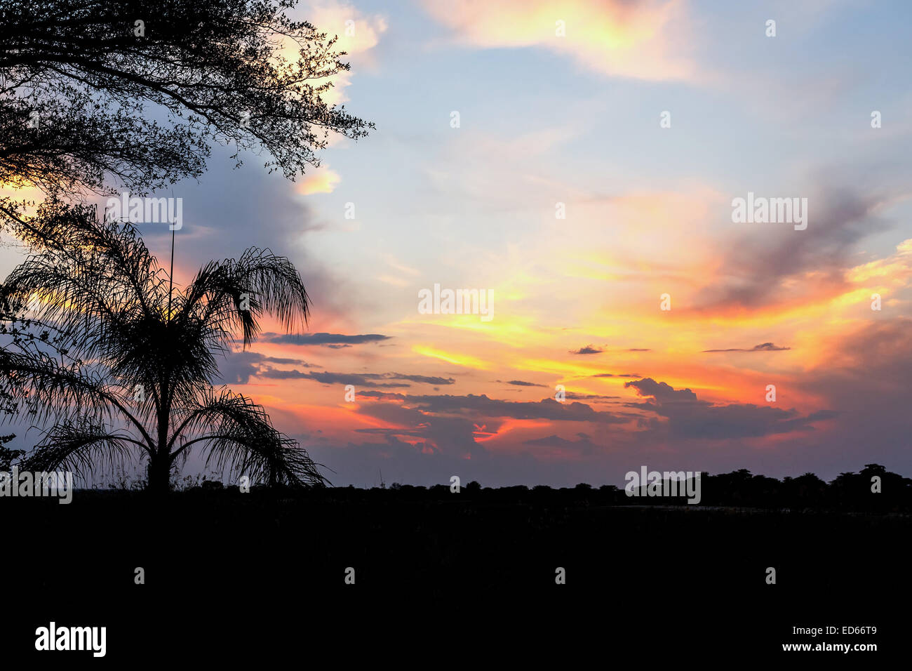 African sunset with palm tree in front, Namibia Stock Photo - Alamy