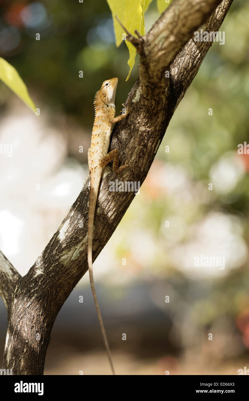 A chameleon climb a tree Stock Photo - Alamy