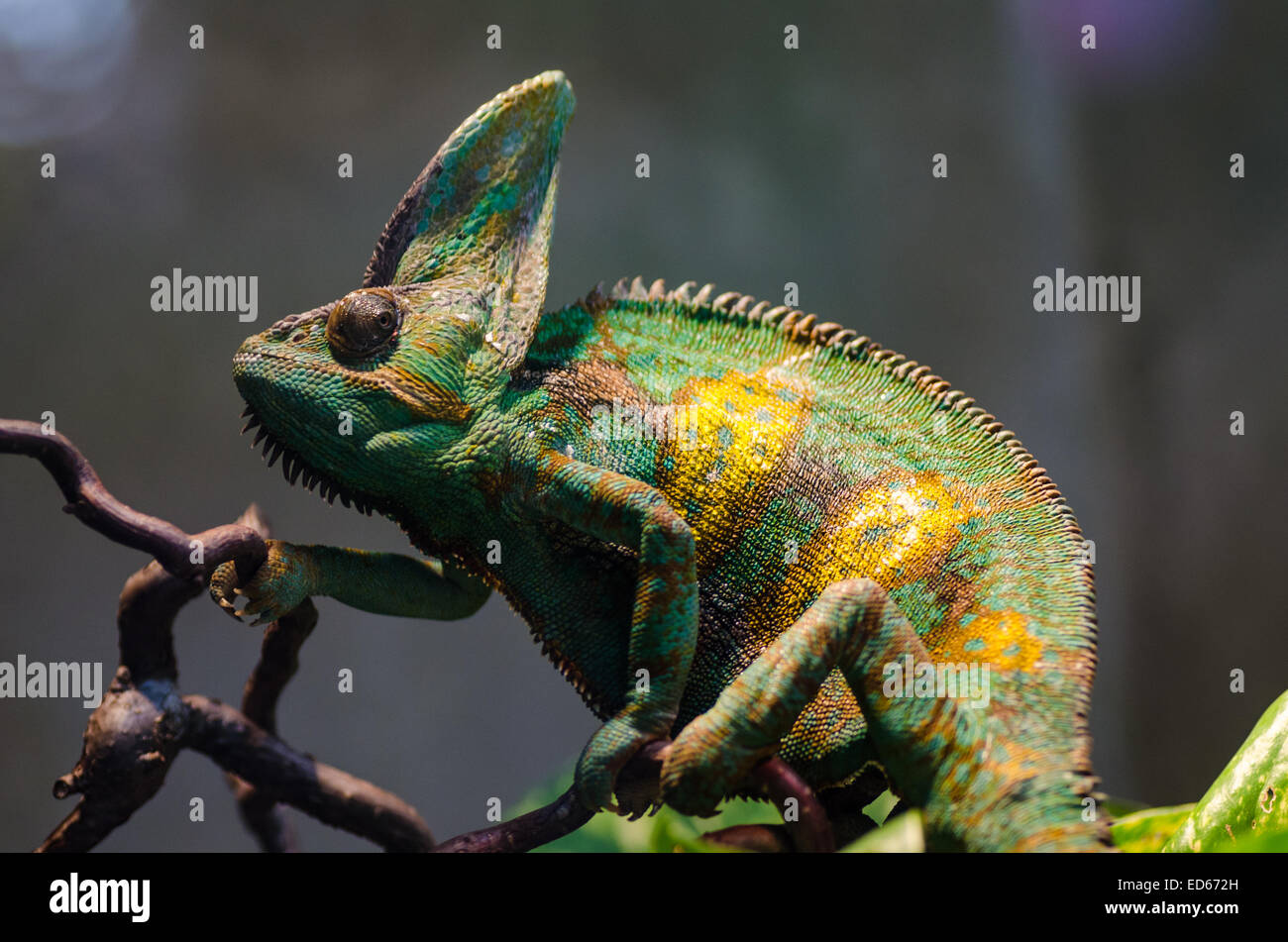 Resting chameleon hi-res stock photography and images - Alamy