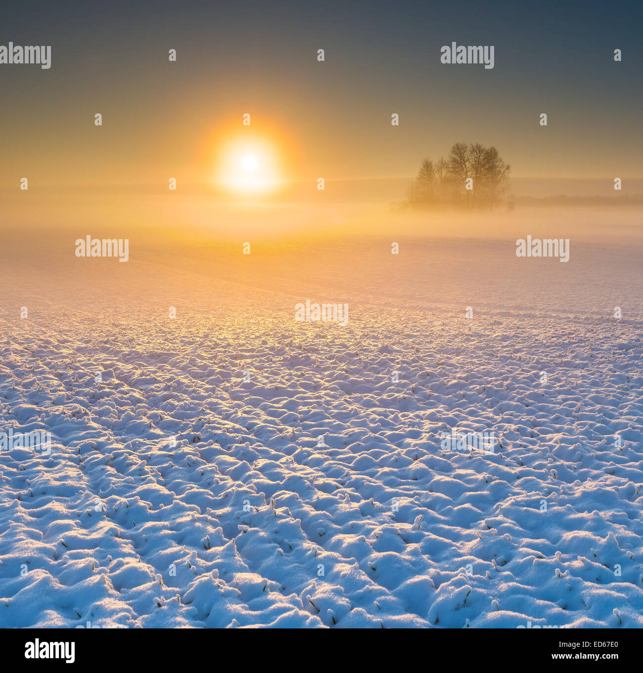 Winter snowy field landscape Stock Photo - Alamy