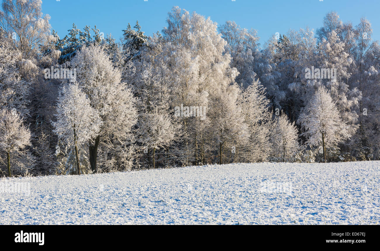 winter landscape with frozen trees Stock Photo - Alamy