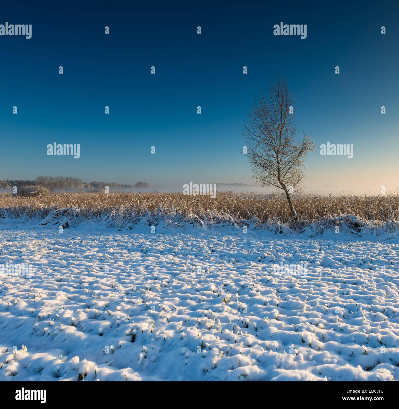 Winter snowy field landscape Stock Photo - Alamy
