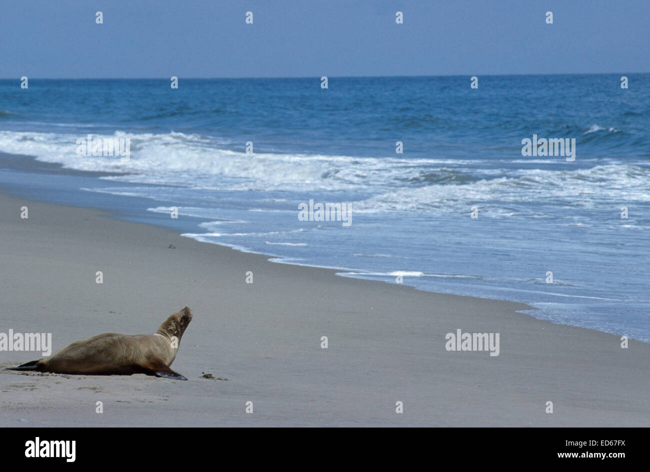 Sick seal on beach hi-res stock photography and images - Alamy