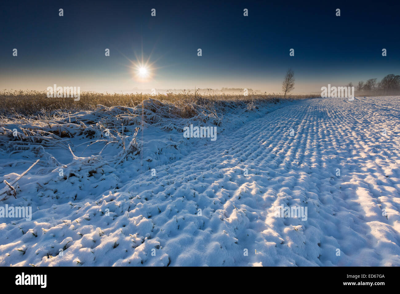 Winter snowy field landscape Stock Photo - Alamy