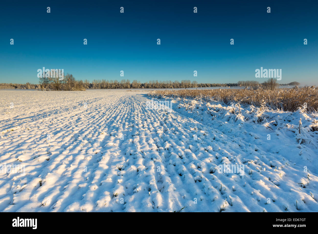Winter snowy field landscape Stock Photo - Alamy