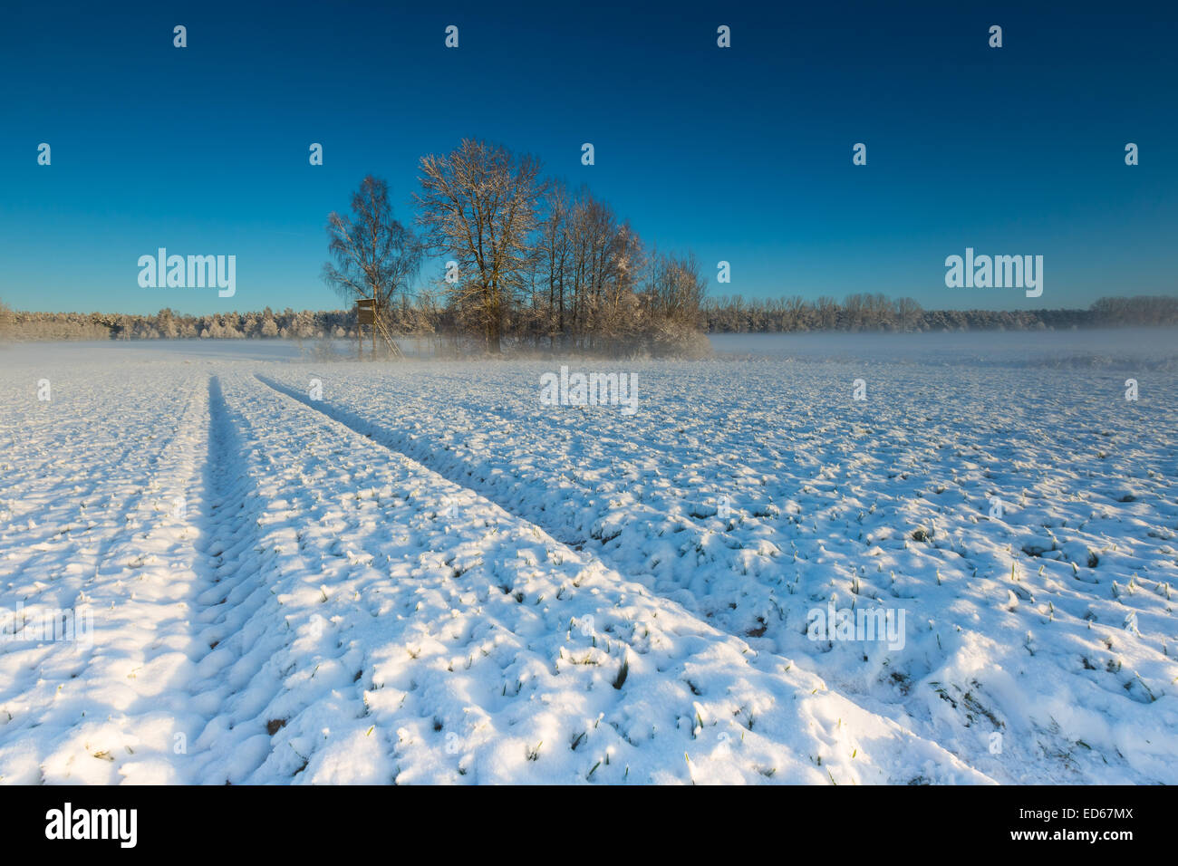 Winter snowy field landscape Stock Photo - Alamy