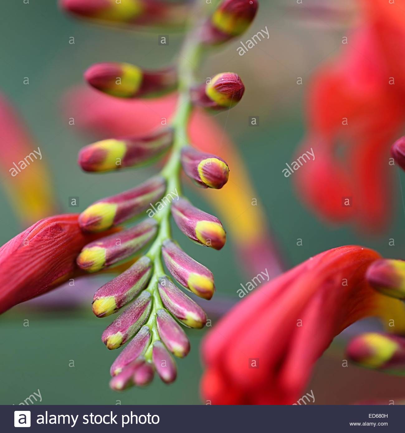 Crocosmia lucifer flowers hi-res stock photography and images - Alamy