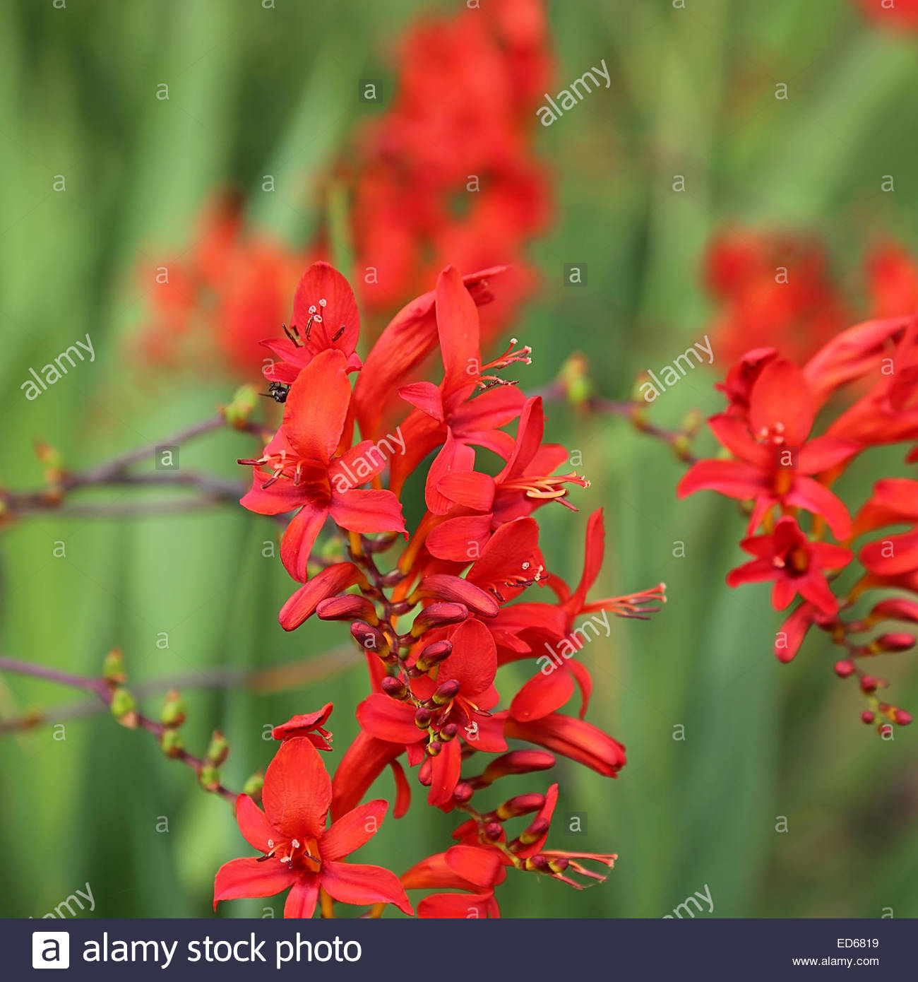 CROCOSMIA LUCIFER FLOWERS, in South West France Stock Photo - Alamy