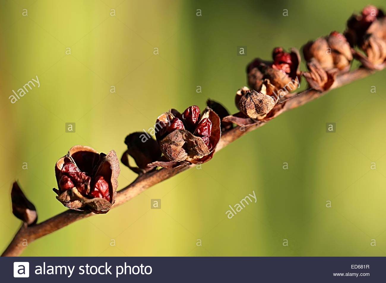 CROCOSMIA (MONTBRETIA) FLOWER SEED PODS, in South West France Stock ...