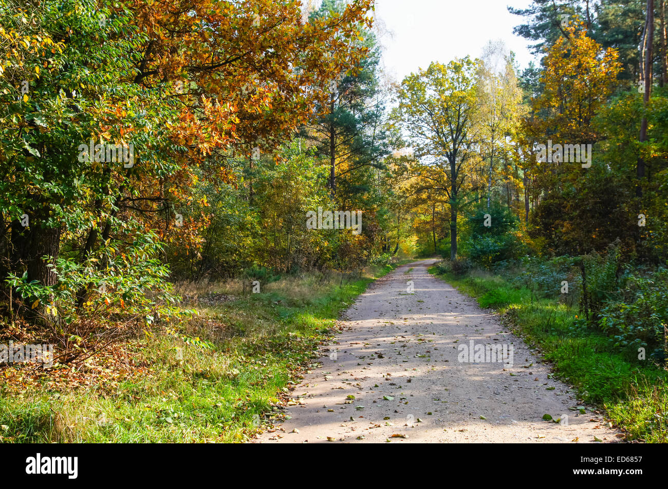 Track in a colorful autumn forest Stock Photo - Alamy