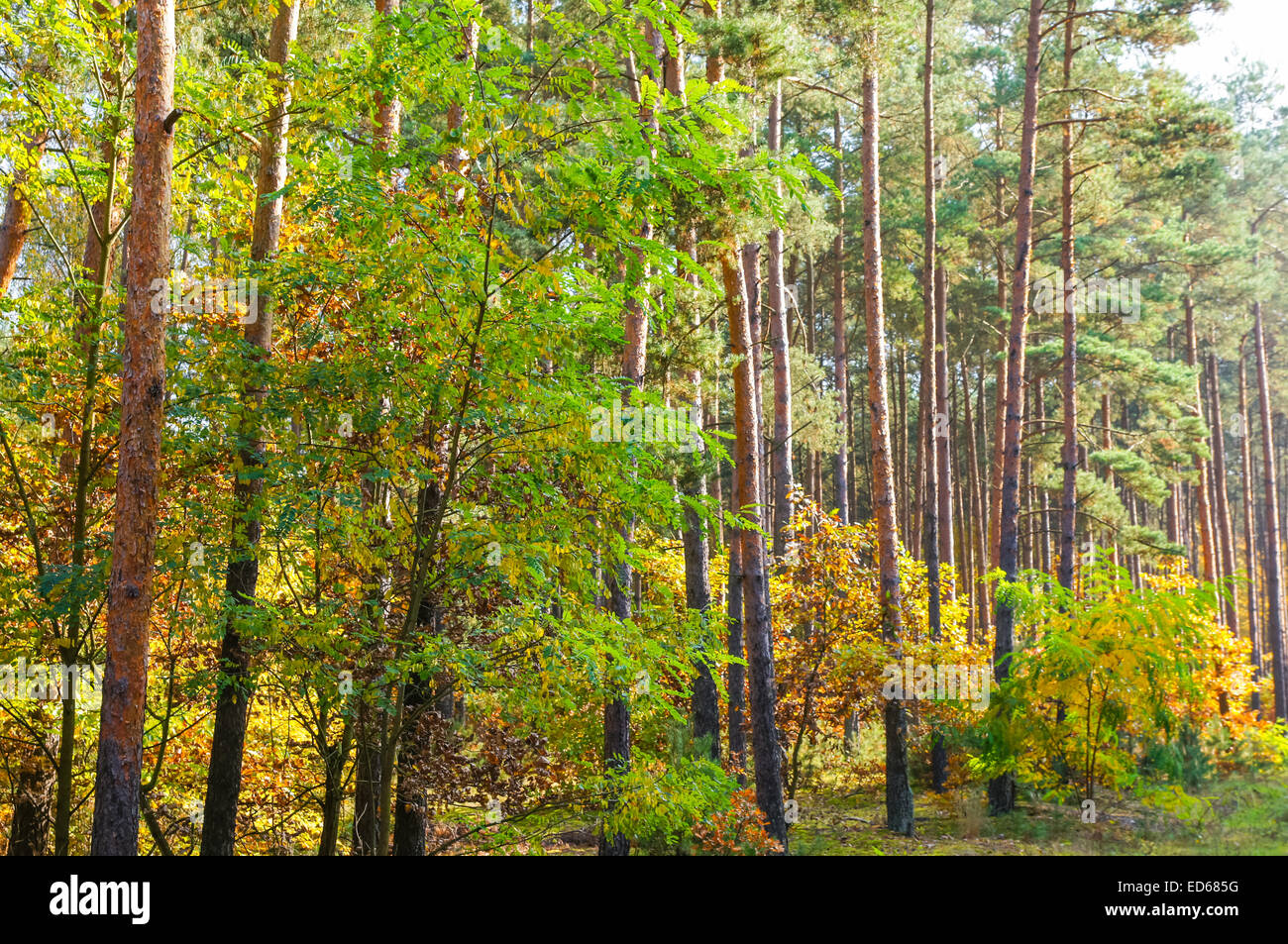 Colorful vegetation forest trees hi-res stock photography and images ...