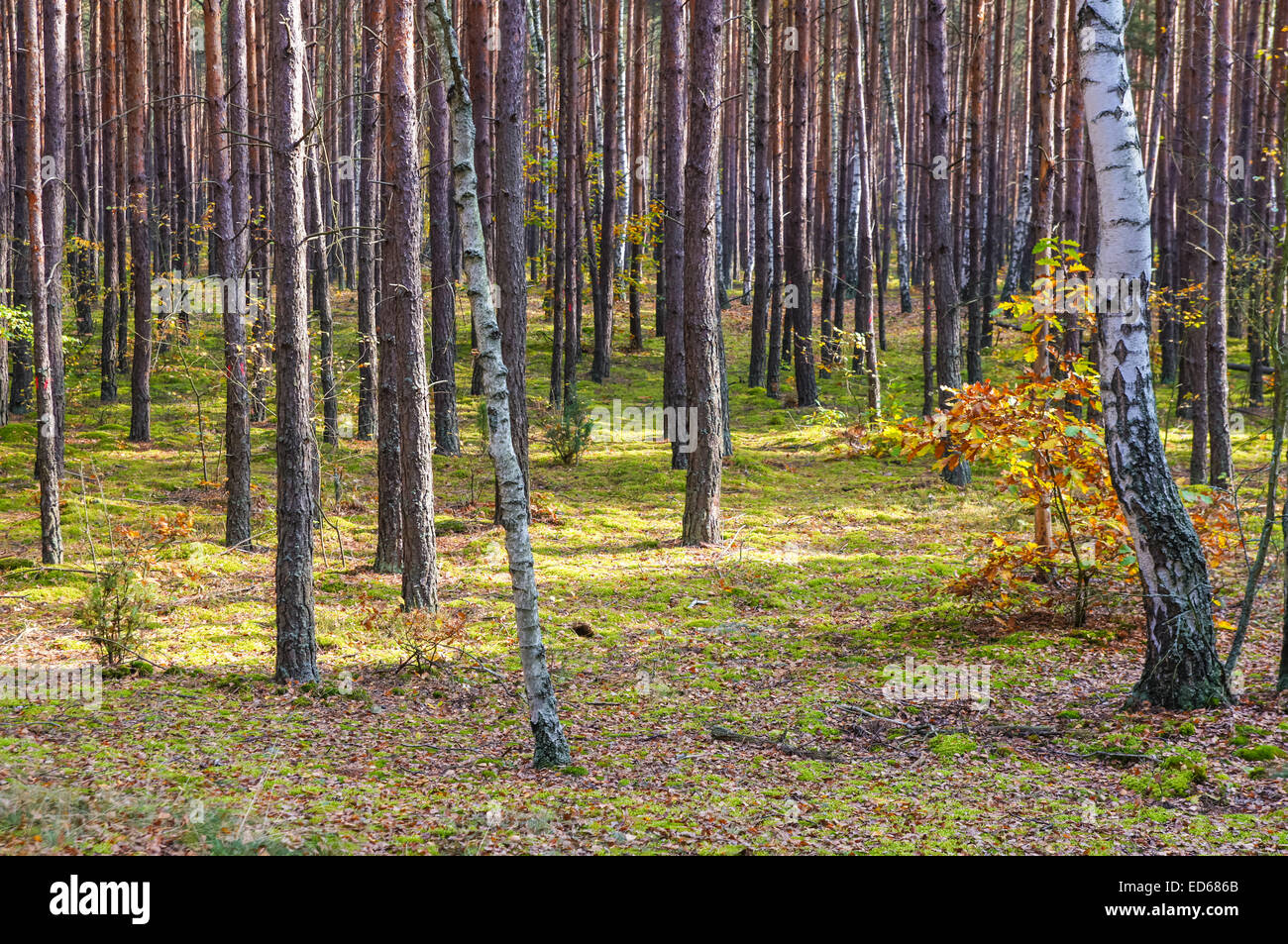 Wildlife forest view hi-res stock photography and images - Alamy