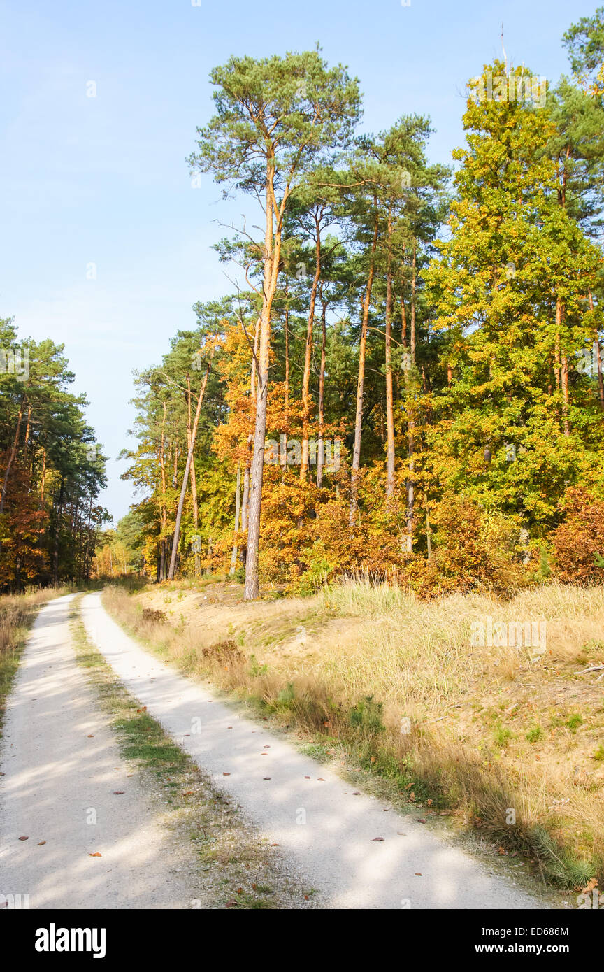 Track in a colorful autumn forest Stock Photo - Alamy