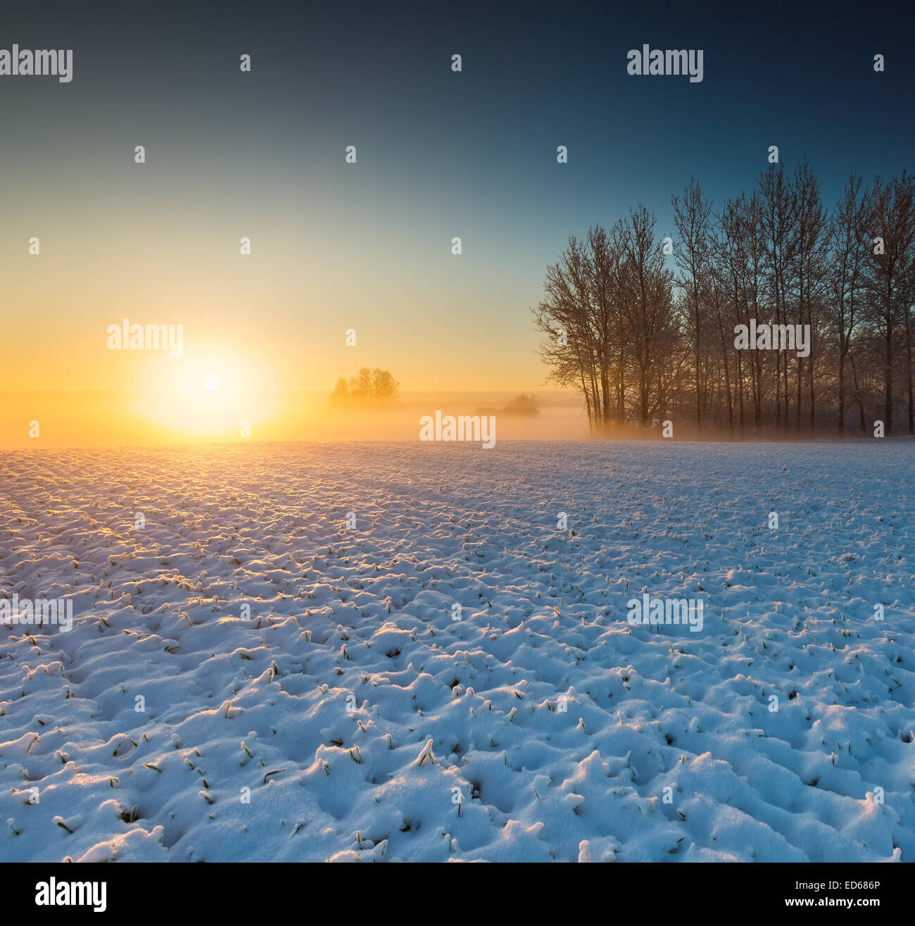 Winter snowy field landscape Stock Photo - Alamy