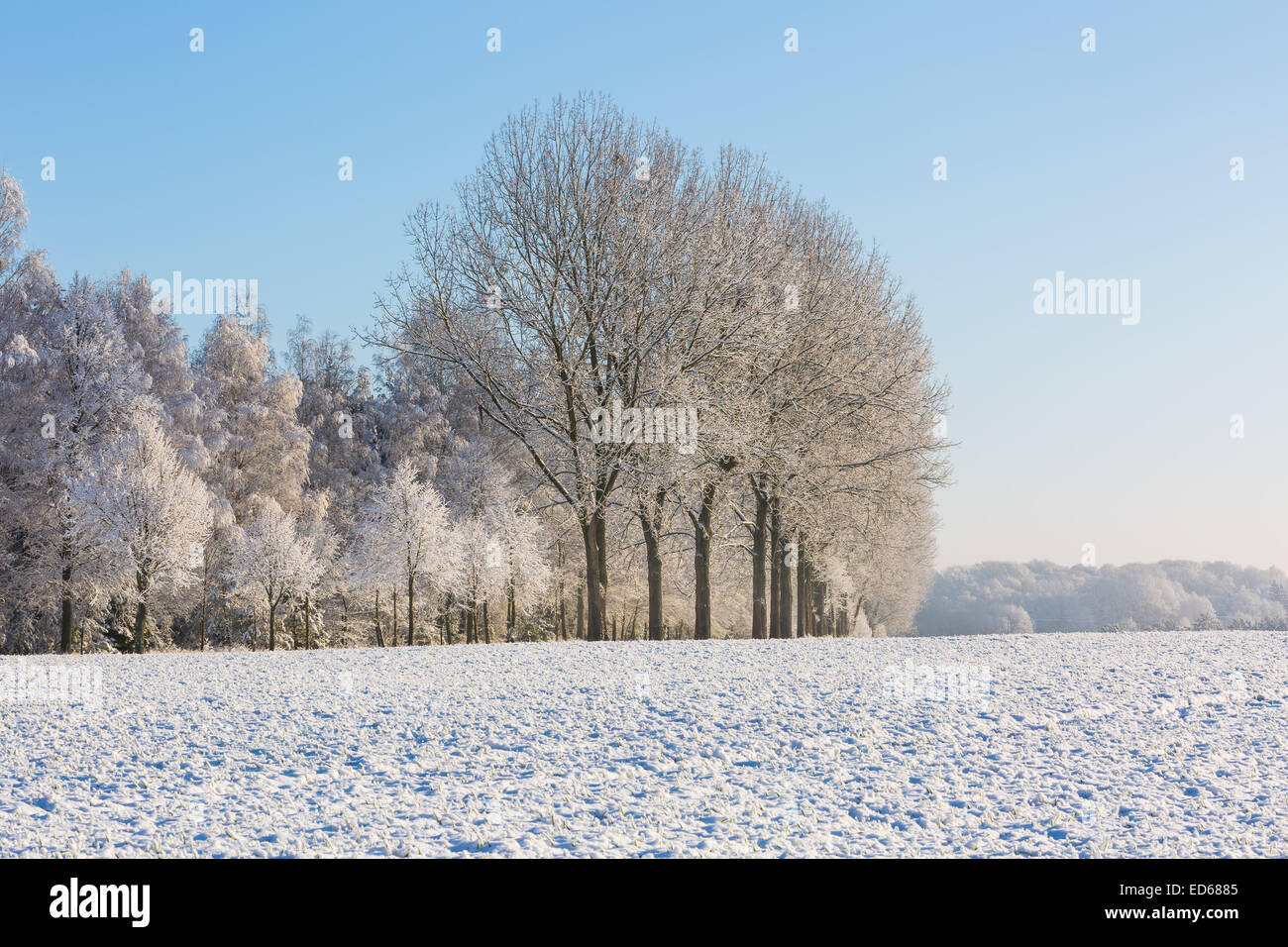 Winter snowy field landscape Stock Photo - Alamy