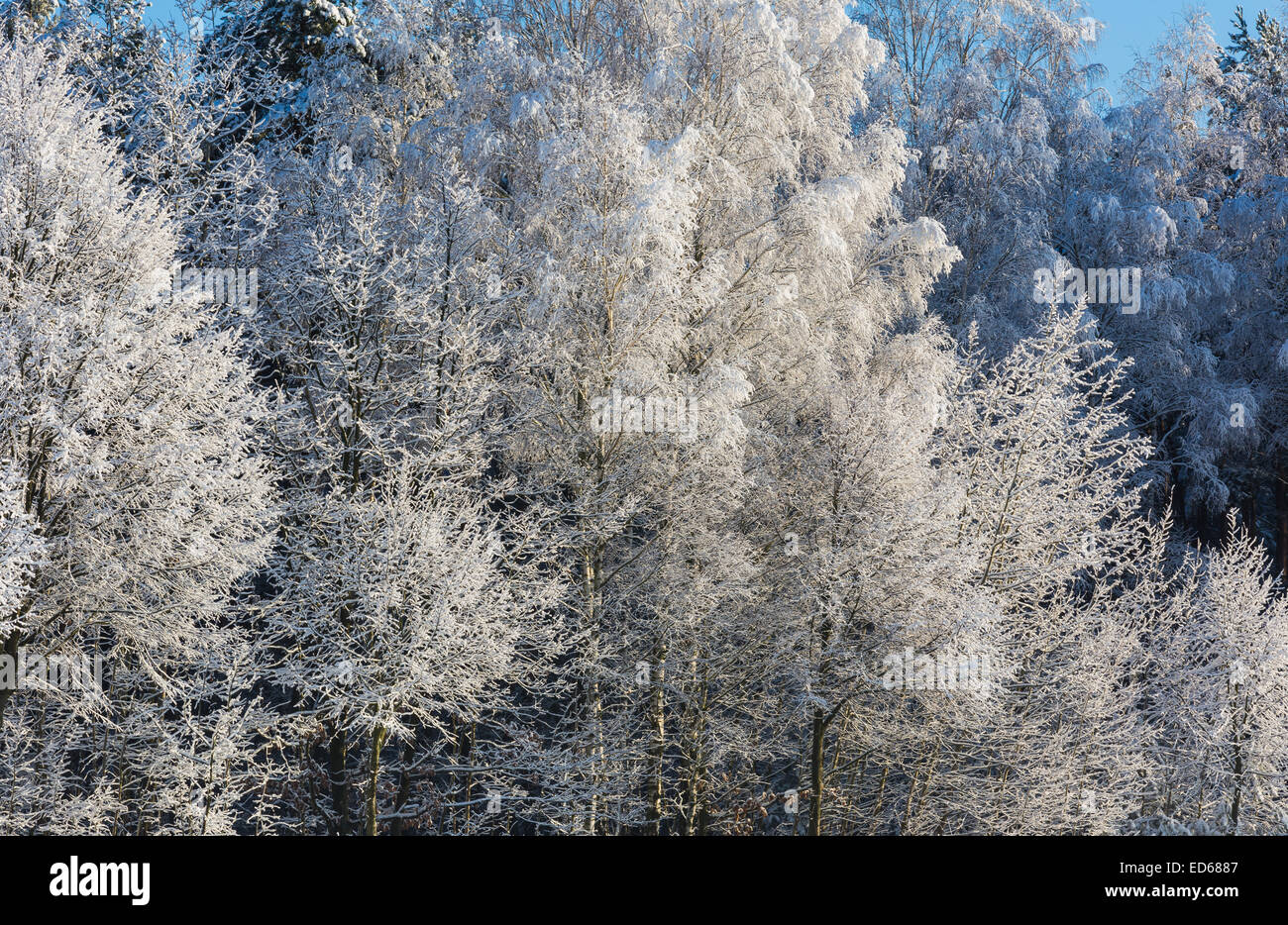 winter landscape with frozen trees Stock Photo - Alamy