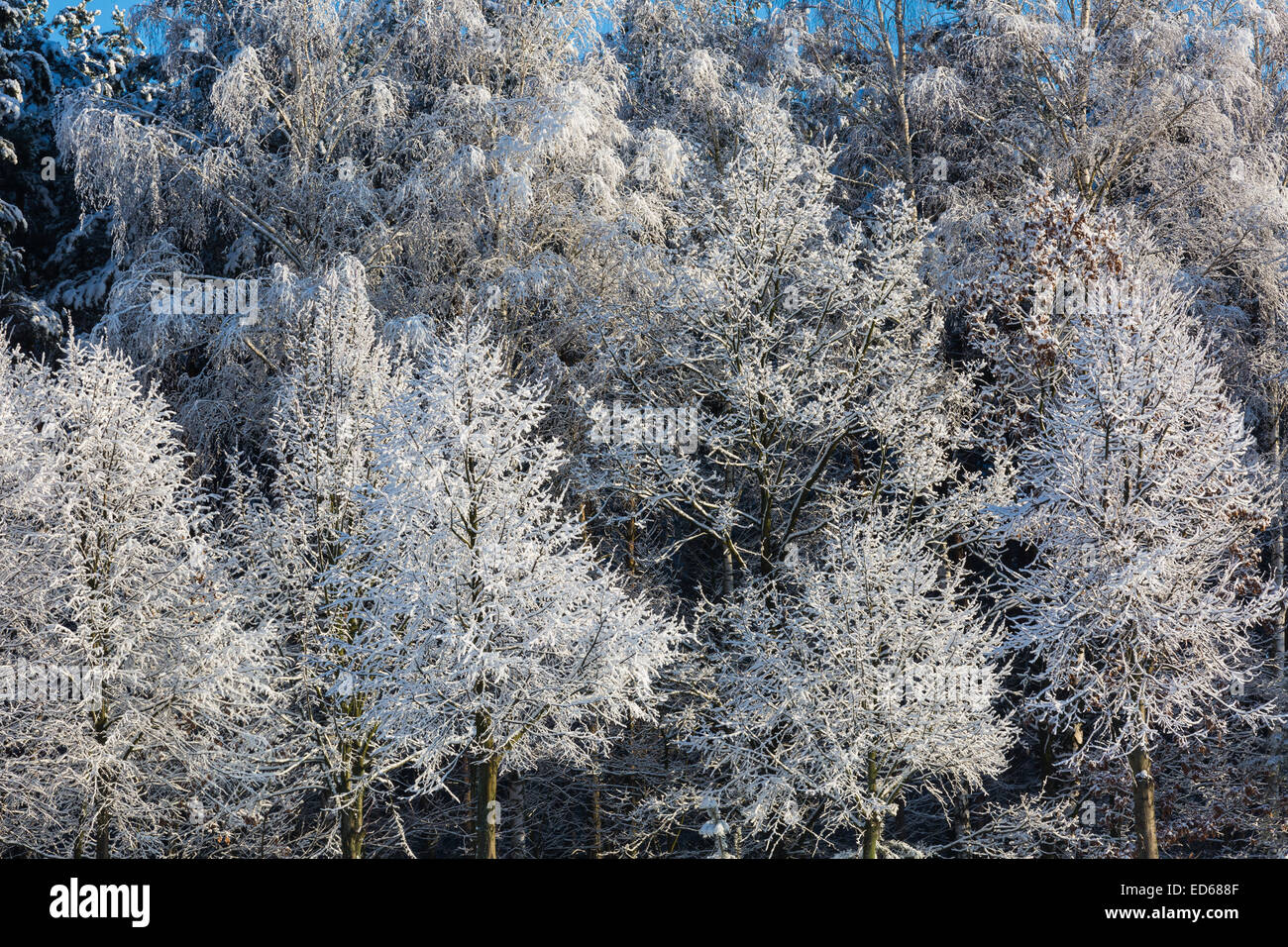 winter landscape with frozen trees Stock Photo - Alamy