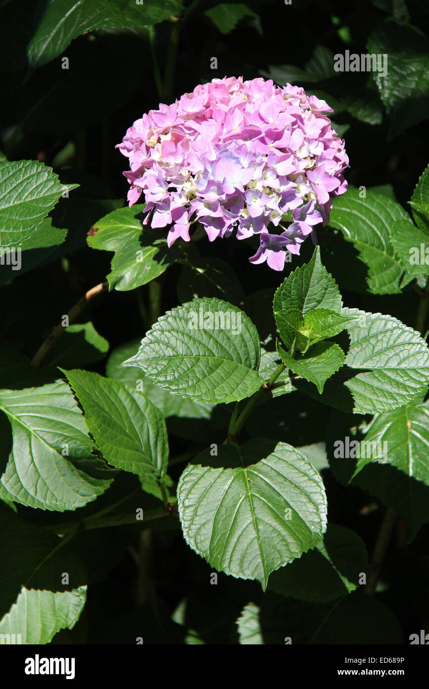A hydrangea is growing in a garden in Nantes (France Stock Photo - Alamy