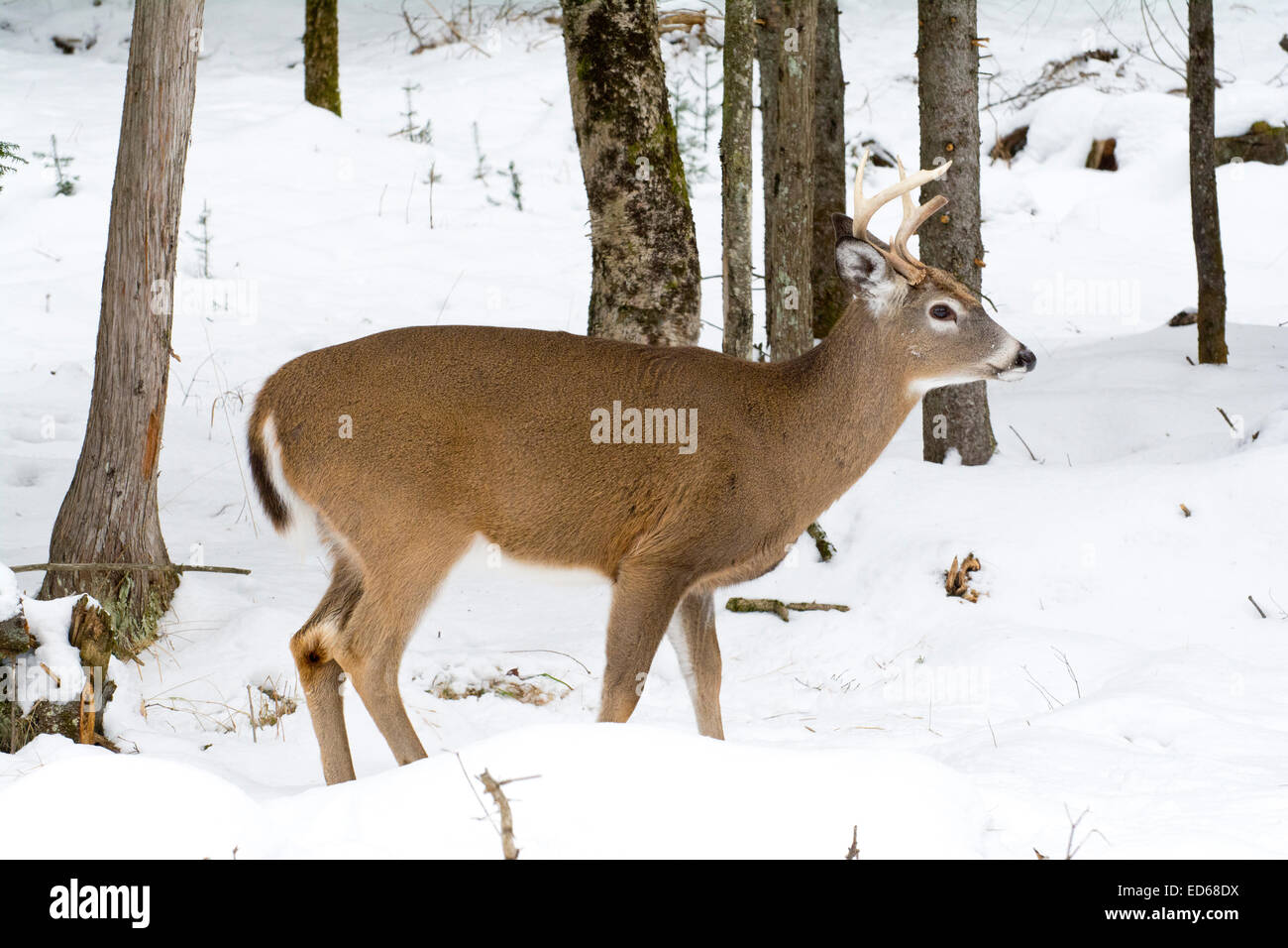 A young male White-tailed Deer in winter Stock Photo - Alamy