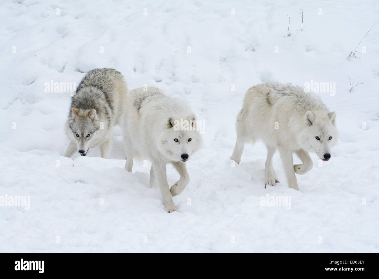 Arctic wolves hi-res stock photography and images - Alamy
