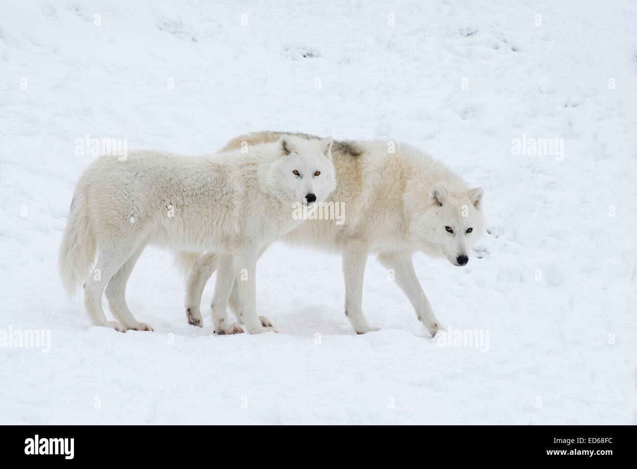 A pair of Arctic Wolves in winter Stock Photo - Alamy