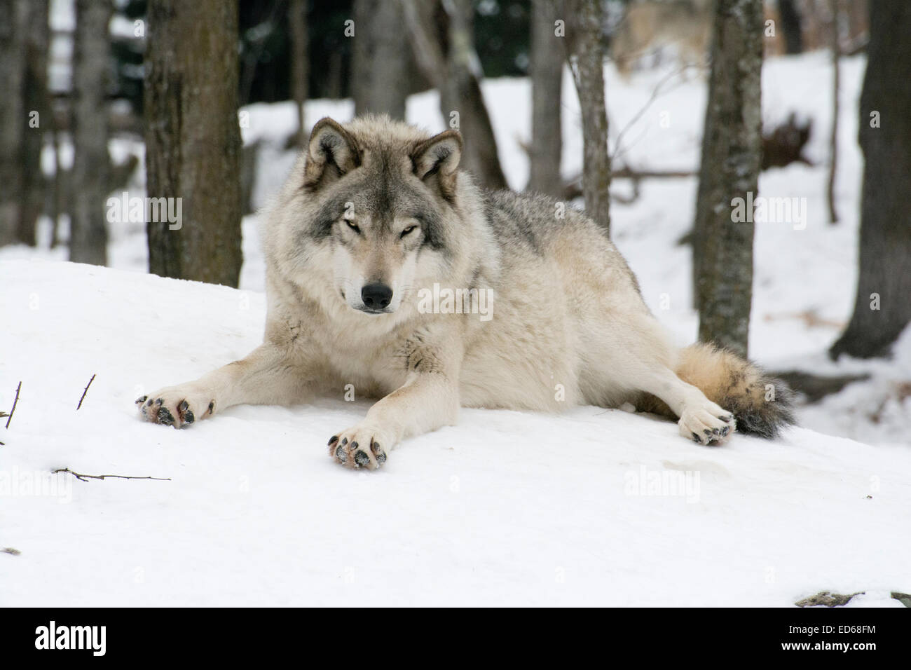 Close-up of a Timber Wolf in winter Stock Photo - Alamy