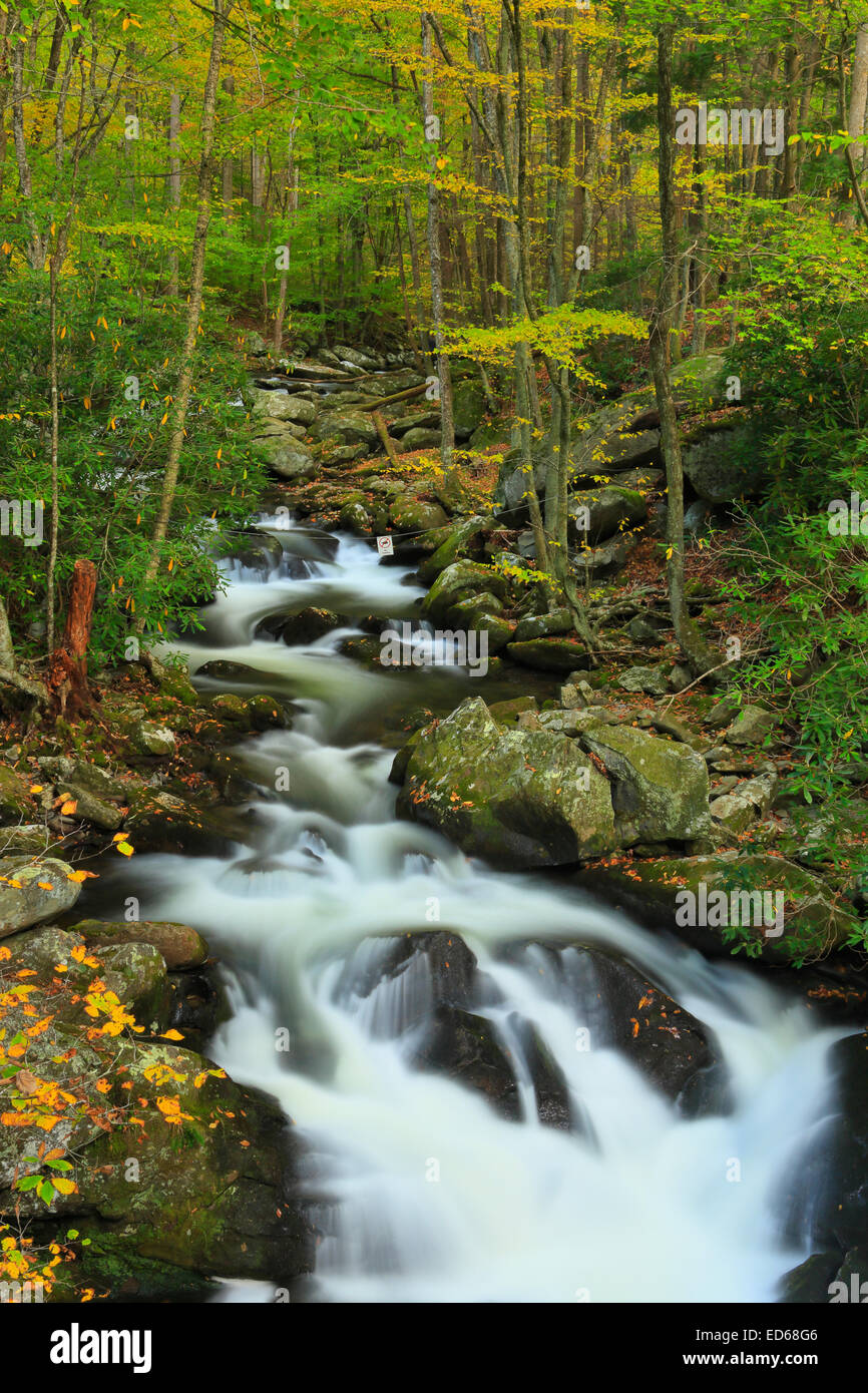 Lynn Camp Prong, Middle Prong Trail, Tremont, Great Smoky Mountains ...