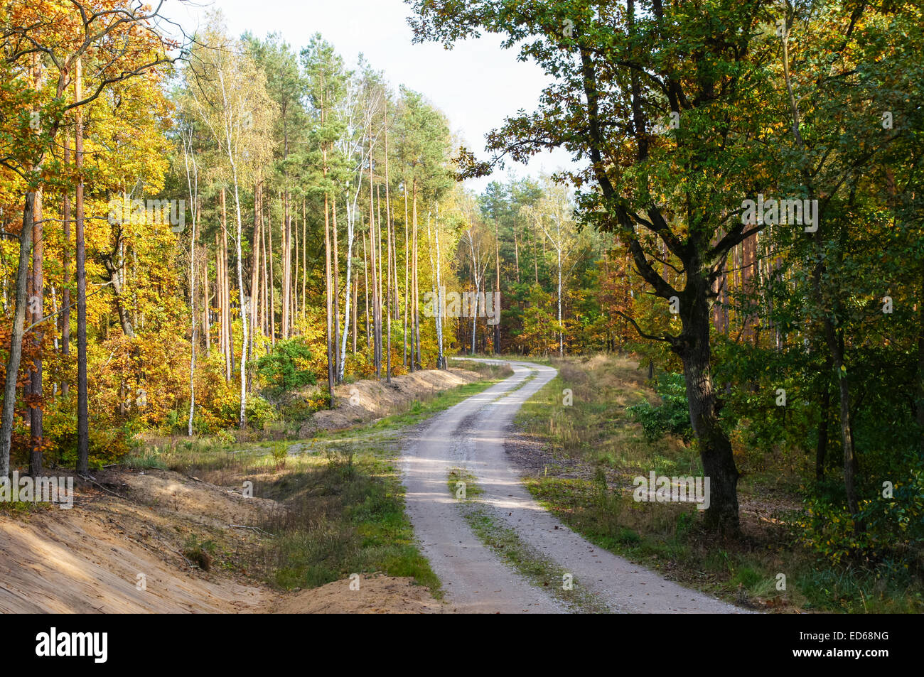 Track in a colorful autumn forest Stock Photo - Alamy