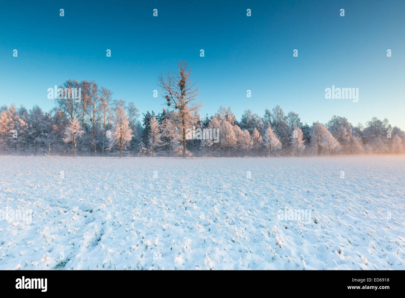 Winter snowy field landscape Stock Photo - Alamy