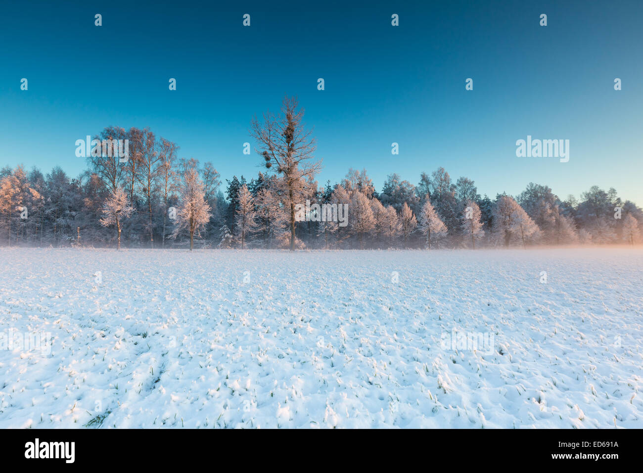 Winter snowy field landscape Stock Photo - Alamy