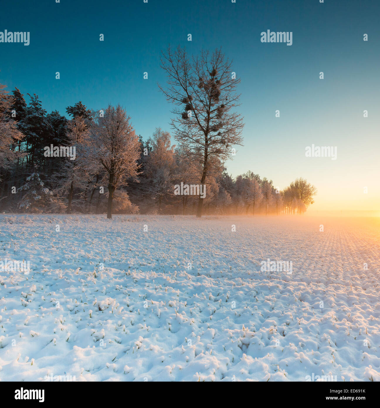 Winter snowy field landscape Stock Photo - Alamy