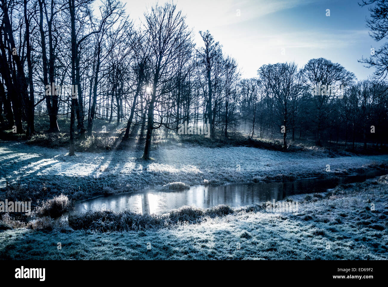 Winter sun shining through trees on frosty ground and pond Stock Photo ...