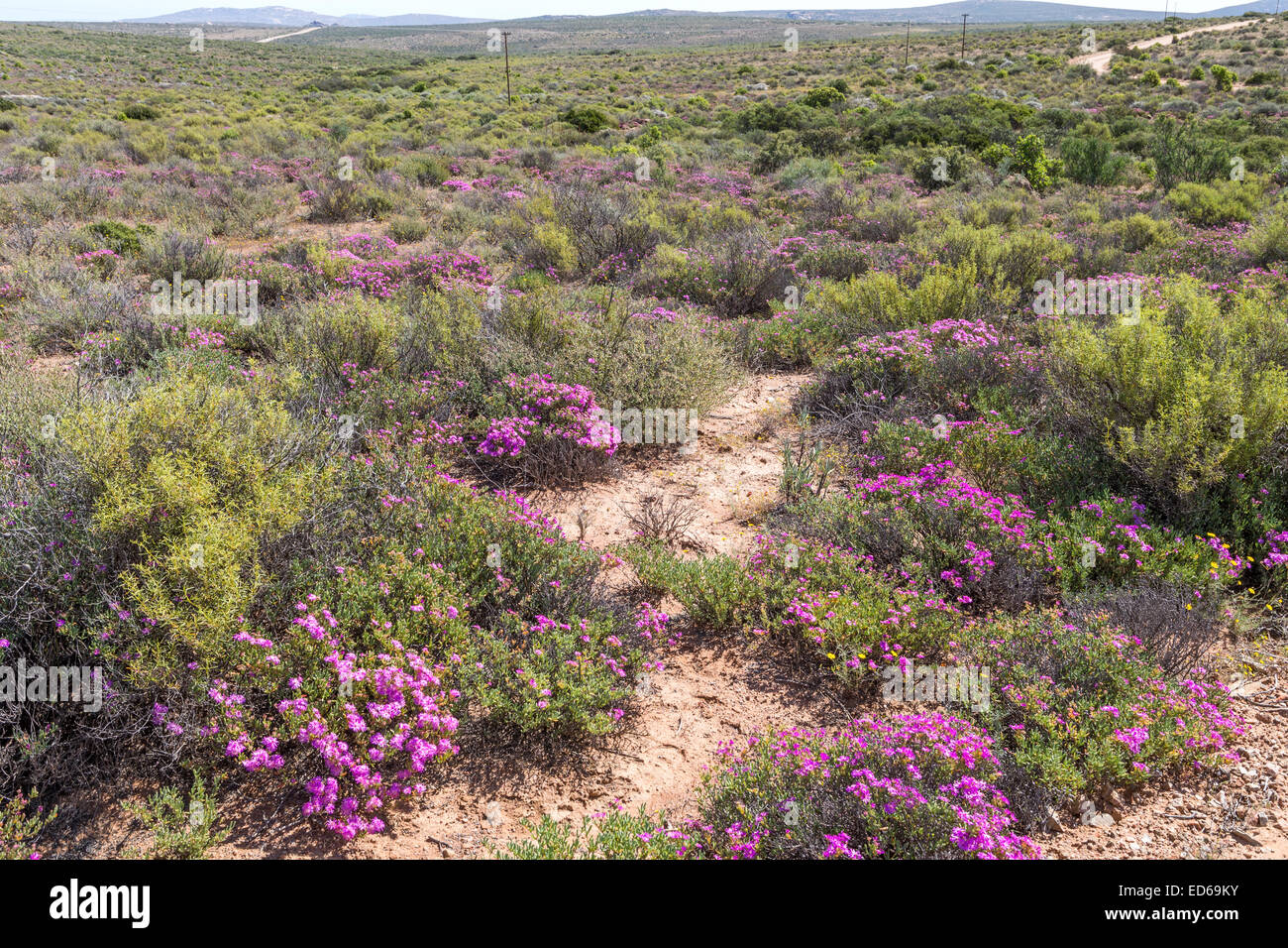 Springtime wild flowers, Western Cape, South Africa Stock Photo - Alamy