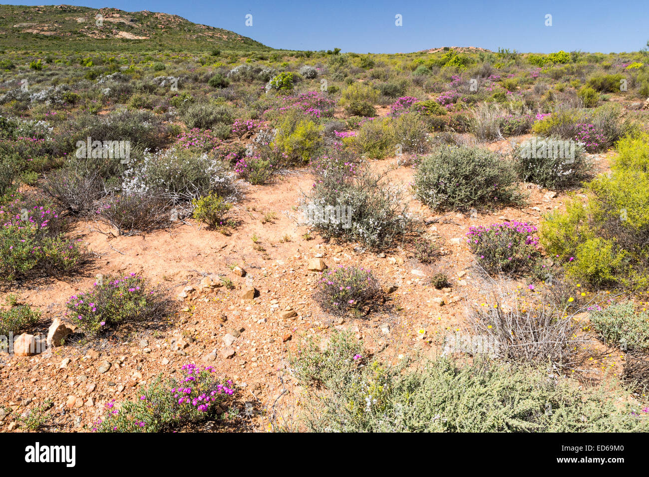 Springtime wild flowers, Western Cape, South Africa Stock Photo - Alamy